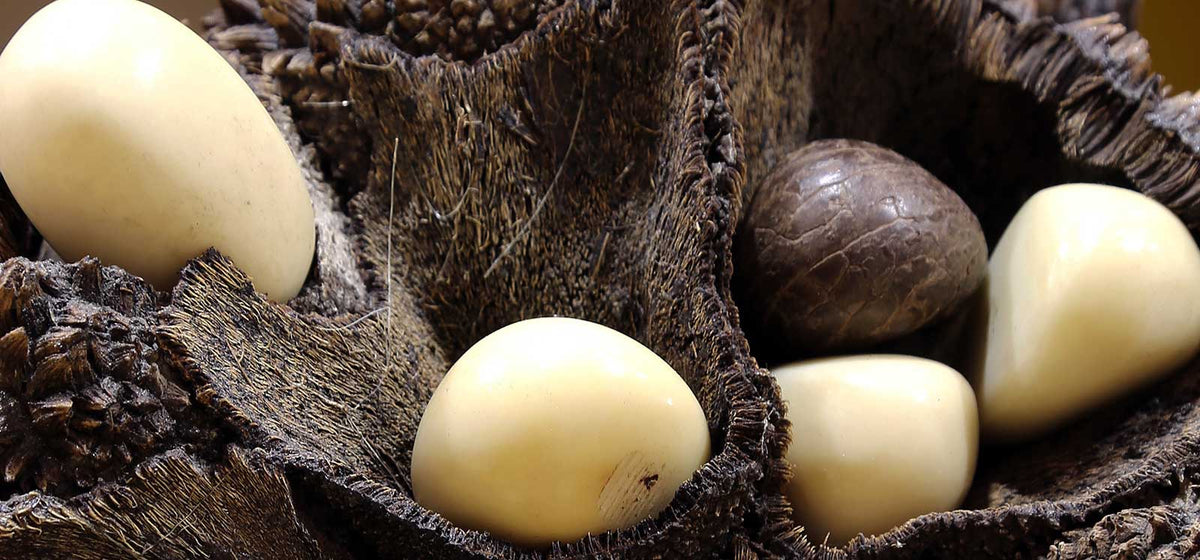Tagua Nuts: The Vegetable Ivory – Minzuu